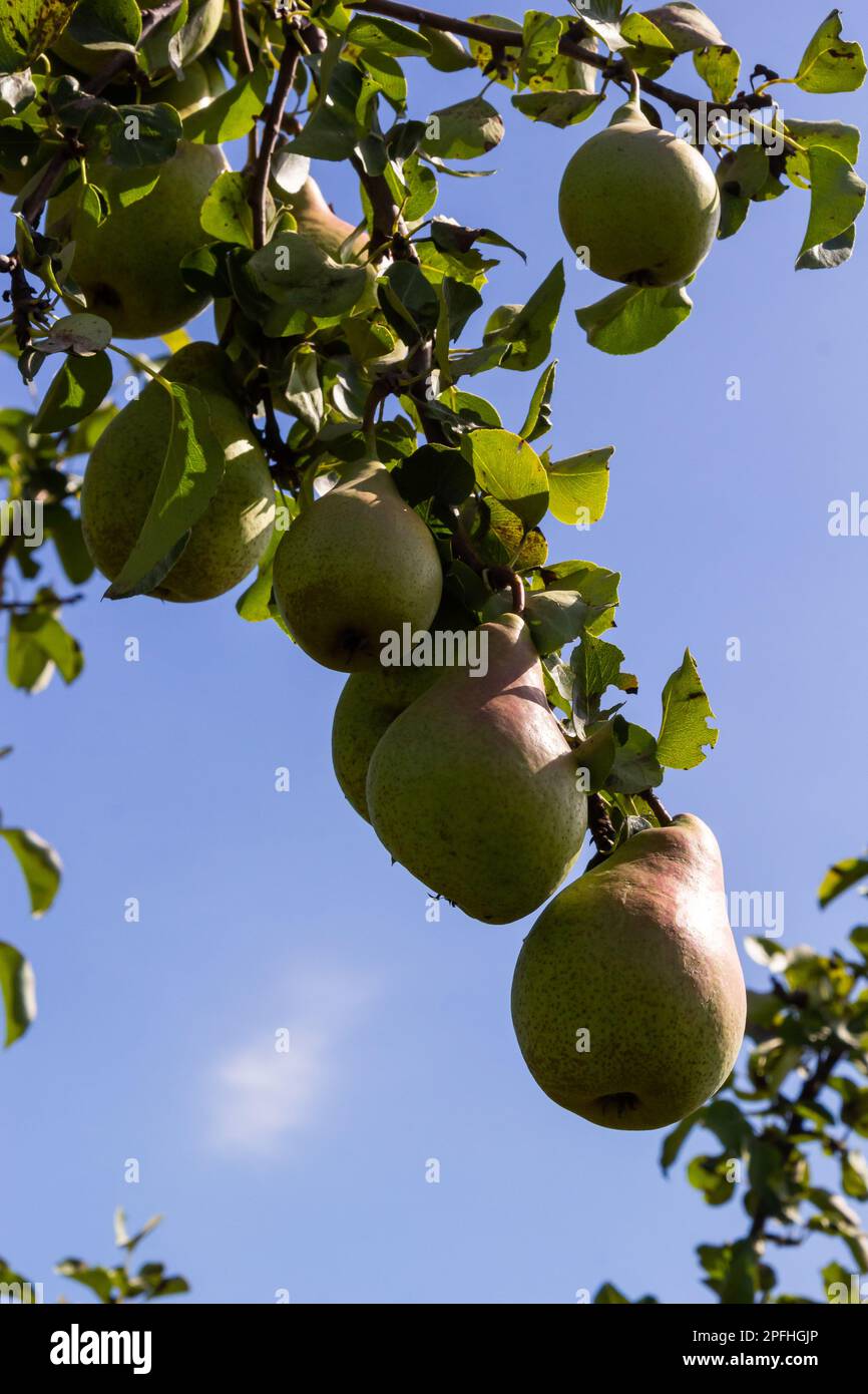 A bunch of pears in the tree. Benefits of pears. Blue sky Background ...