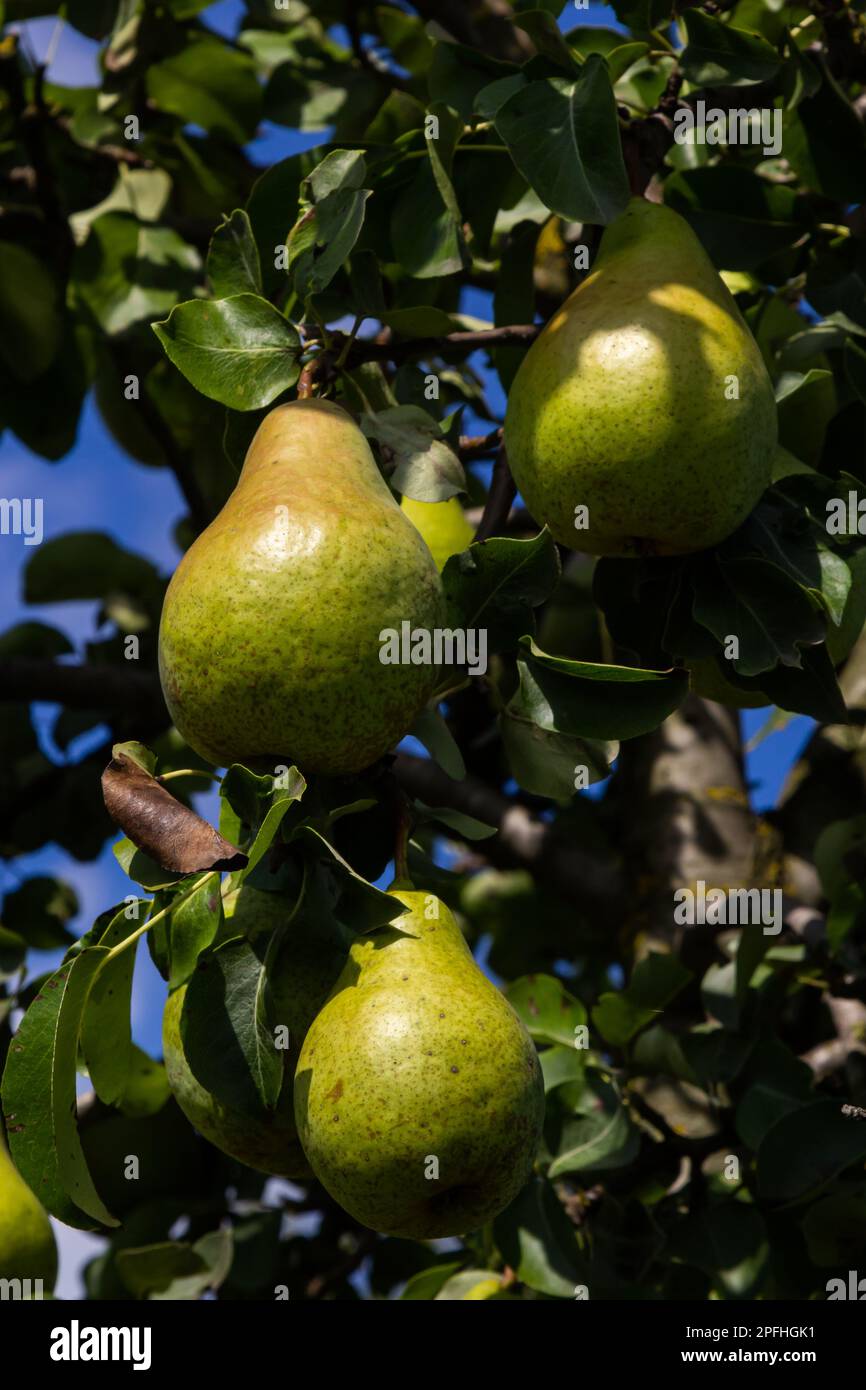 Pears natural growth environment hi-res stock photography and images ...