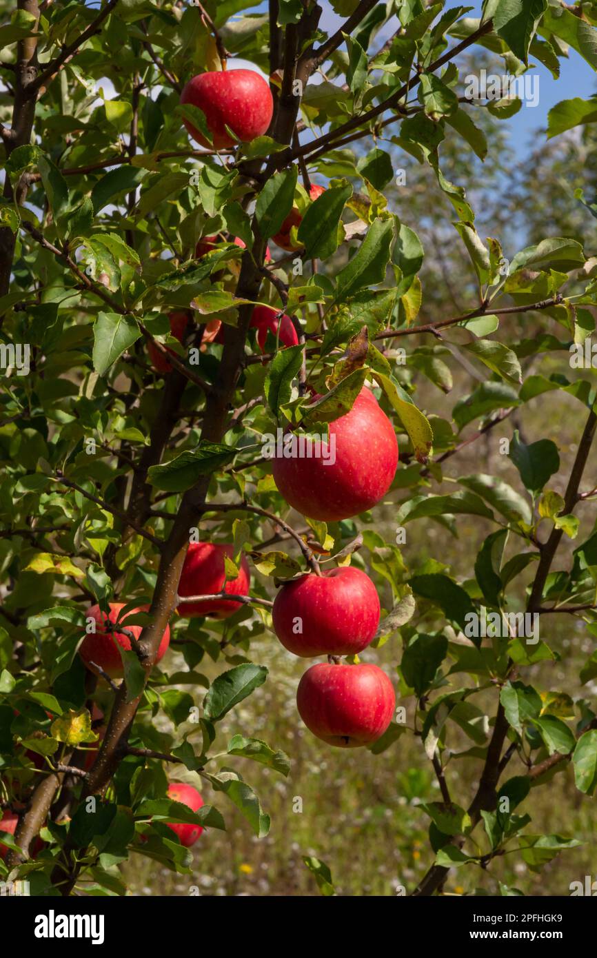 Organic apples. Fruit without chemical spraying. Orchard Stock Photo ...
