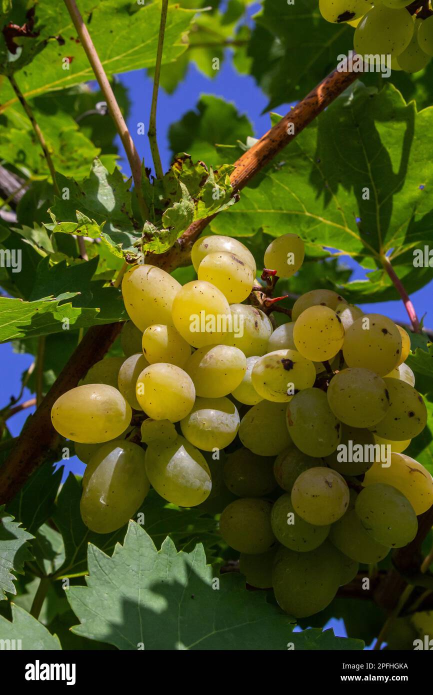Grapes bush hi-res stock photography and images - Alamy