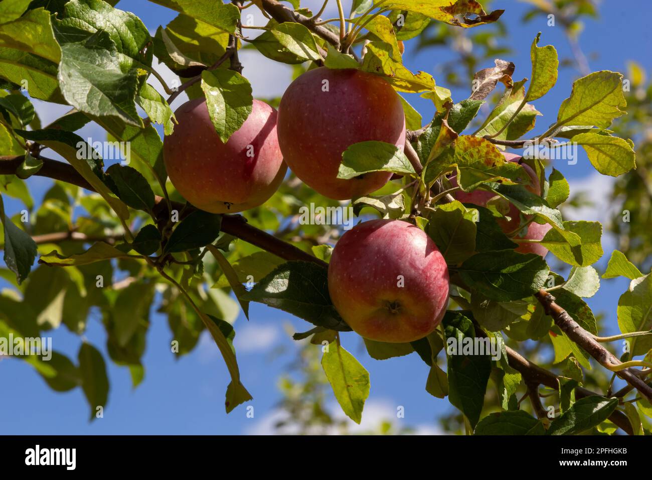 Autumn day. Rural garden. In the frame ripe red apples on a tree. It's ...