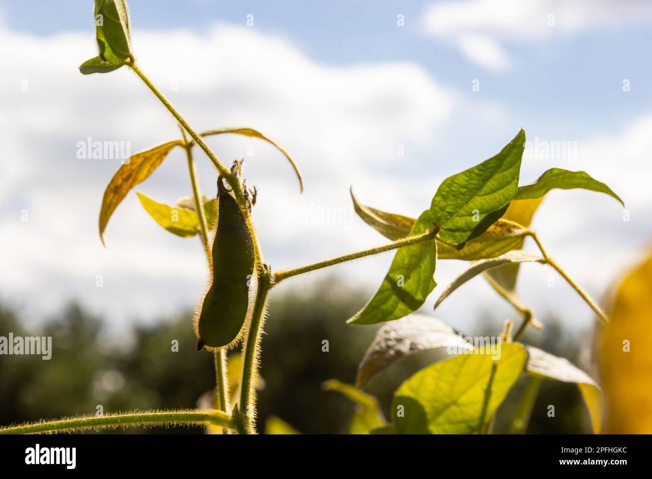 soybean shell in the soybean field. yellow and brown pods. Productivity ...