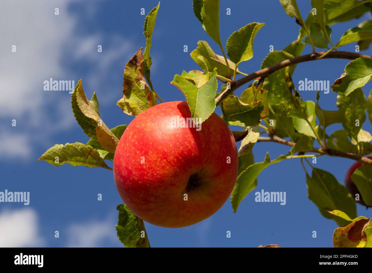 Organic apples. Fruit without chemical spraying. Orchard Stock Photo ...