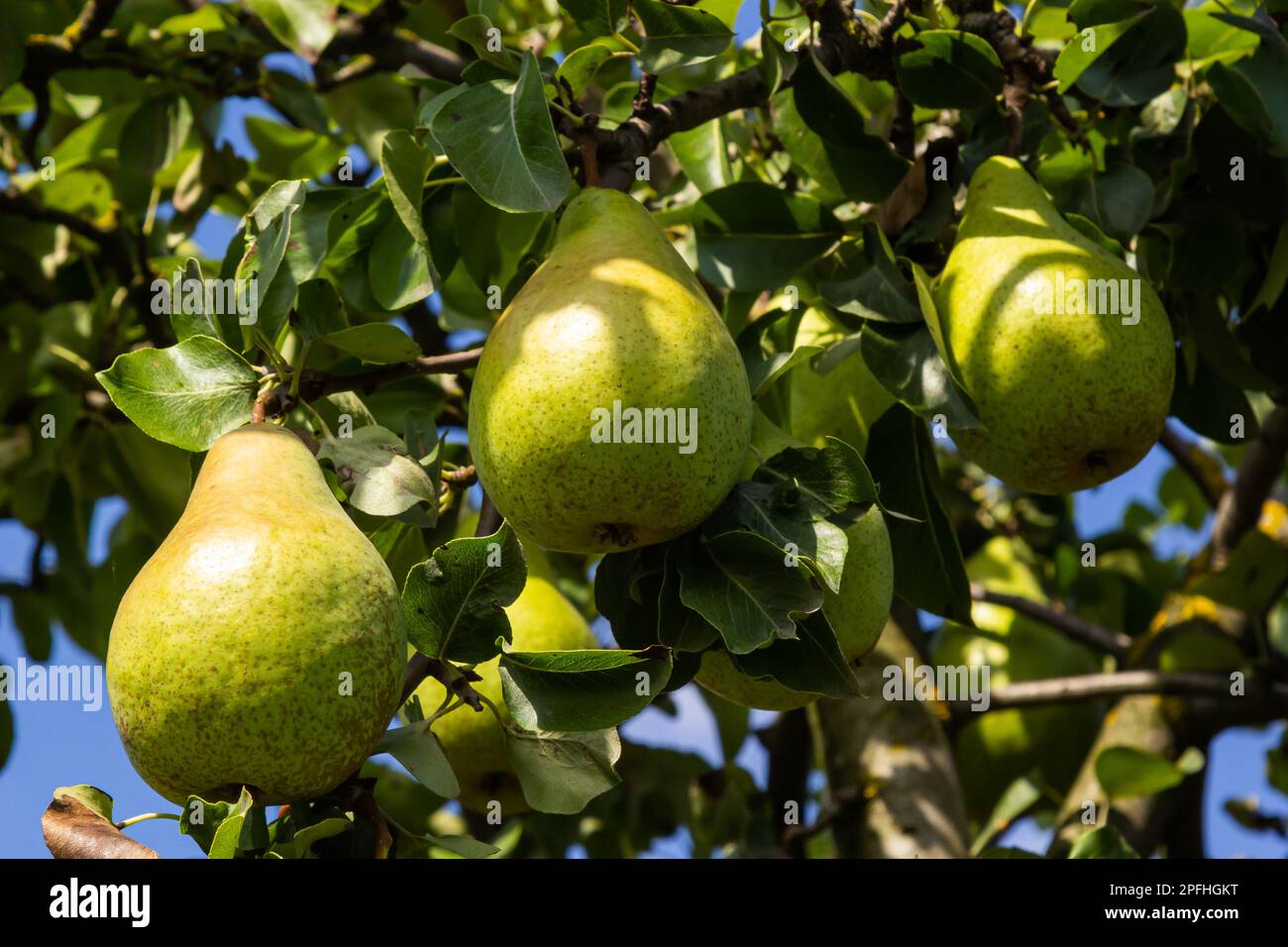 A bunch of pears in the tree. Benefits of pears. Blue sky Background ...