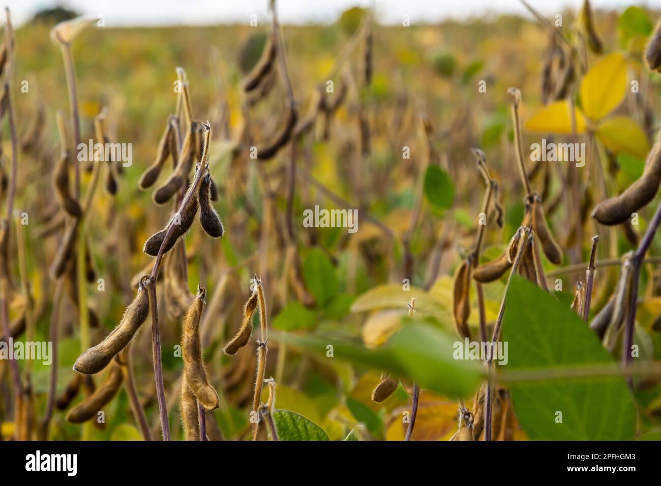 A soya field almost ready to be harvested on a farm in Rio Grande do ...