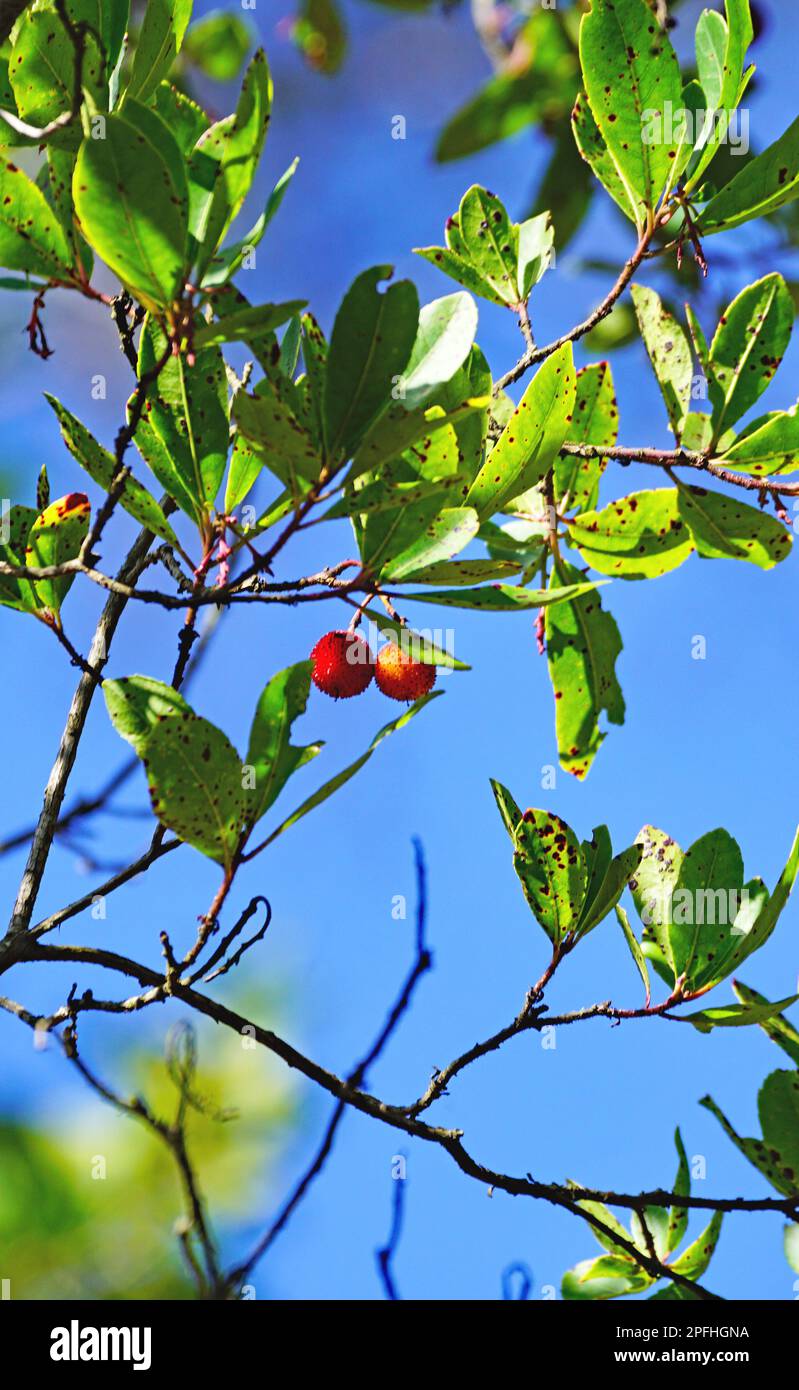 Shrub with strawberry trees on Tibidabo mountain, Barcelona, Catalunya ...