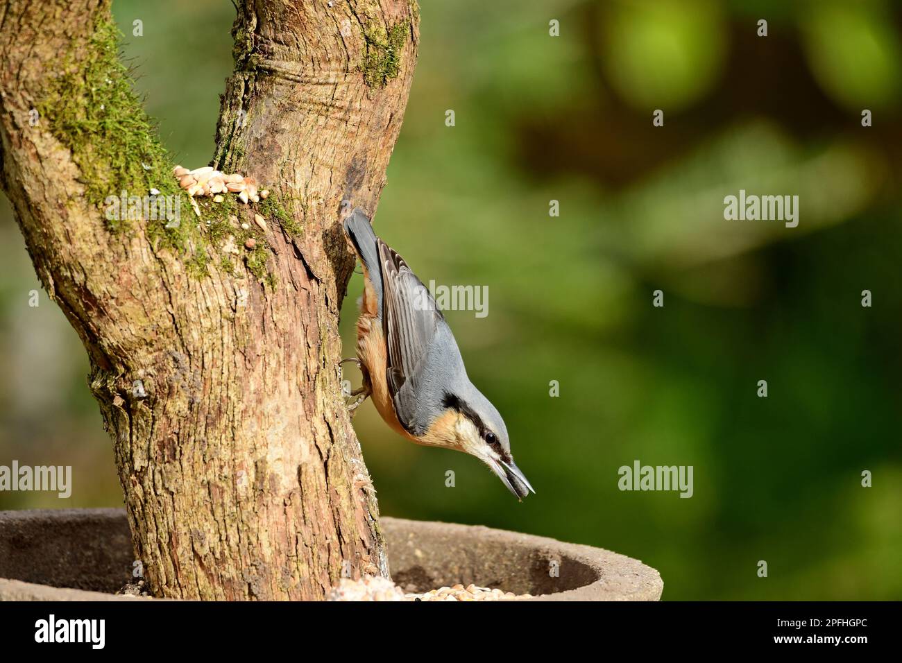 Nuthatches tree hi-res stock photography and images - Alamy