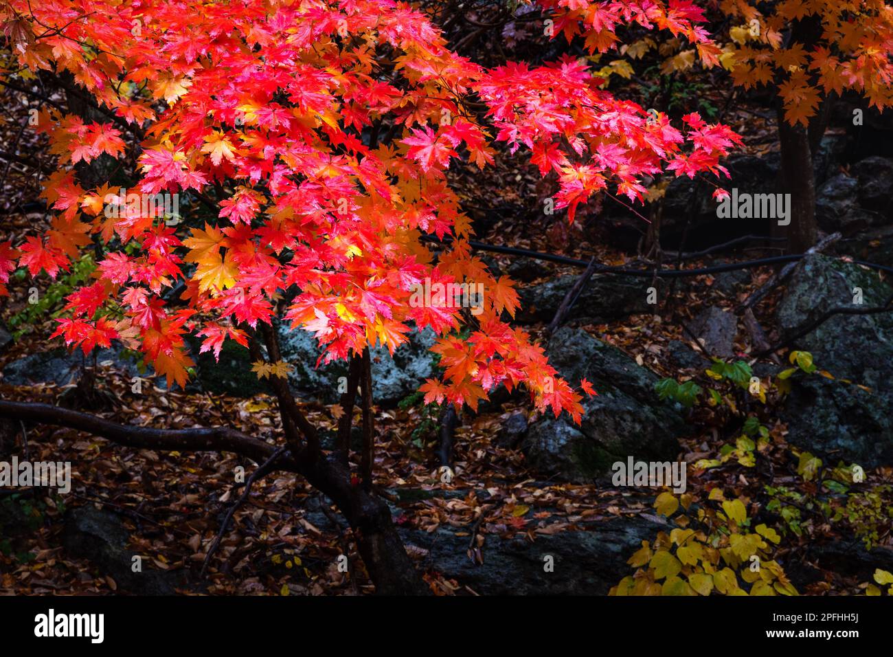 Autumn landscape. Red maple leaves wet in the autumn rain. Juwangsan ...