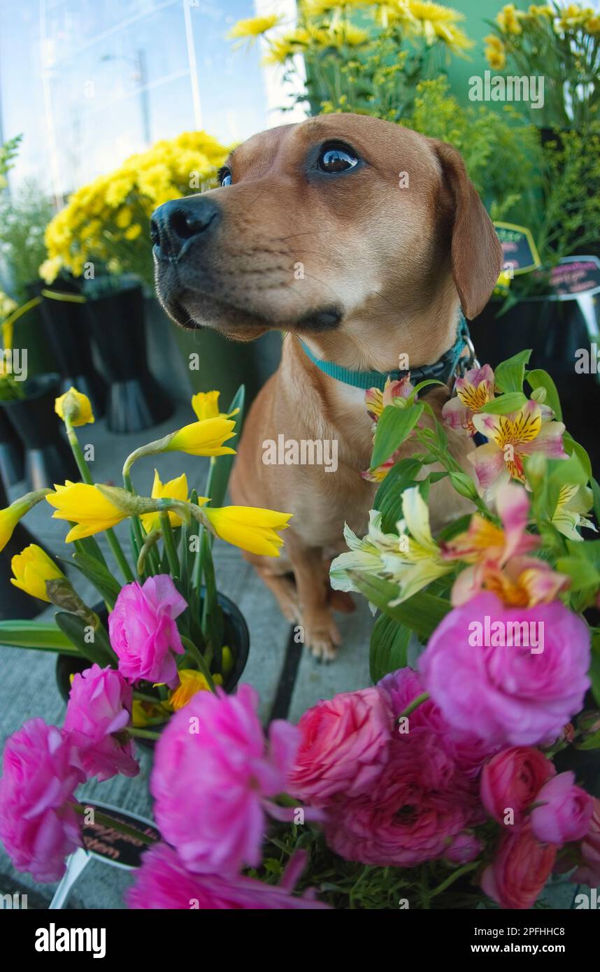 A portrait of a sweet little pitbull puppy sitting in a greenhouse ...