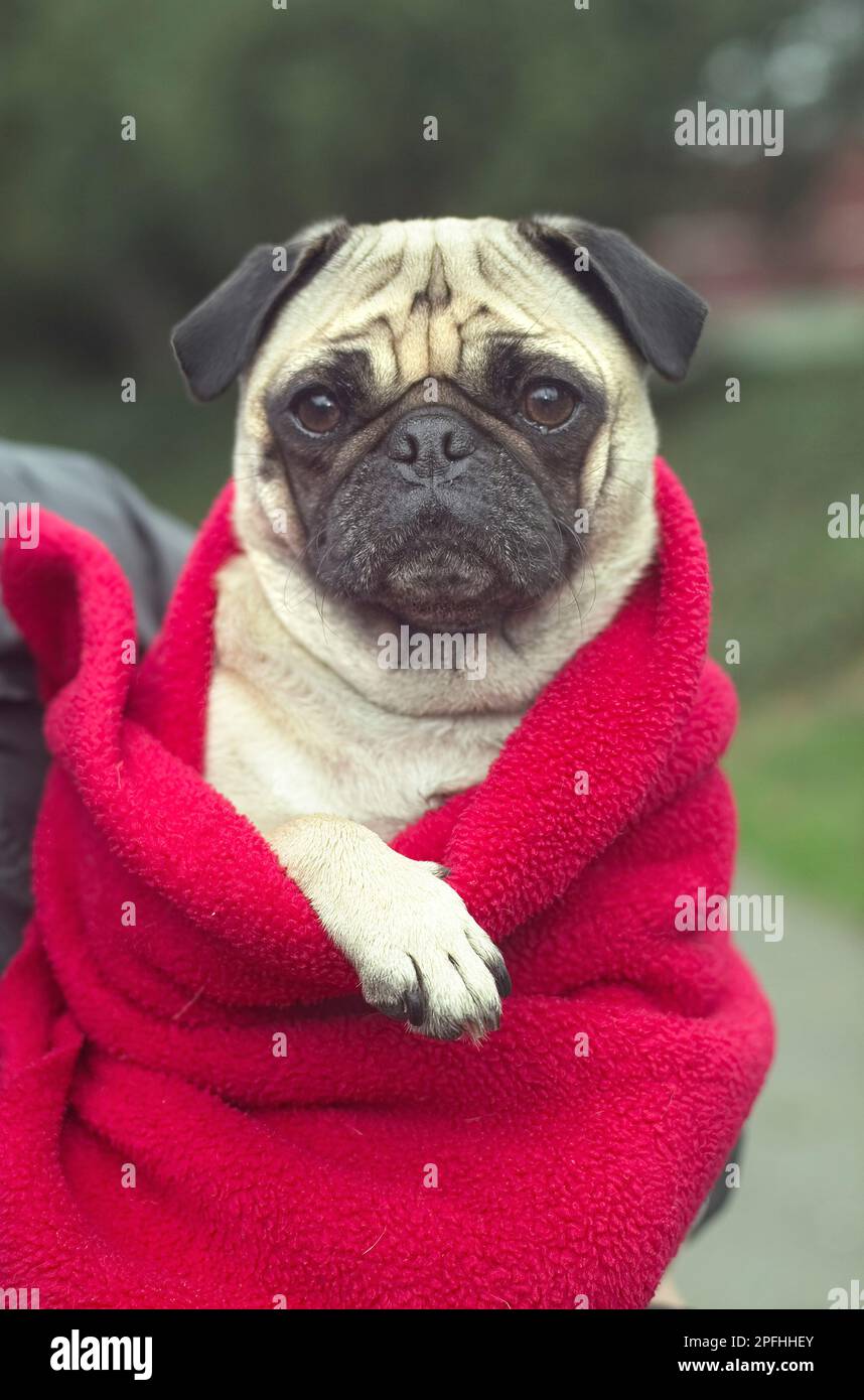 A portrait of a young pug dog wrapped in a red blanket Stock Photo - Alamy