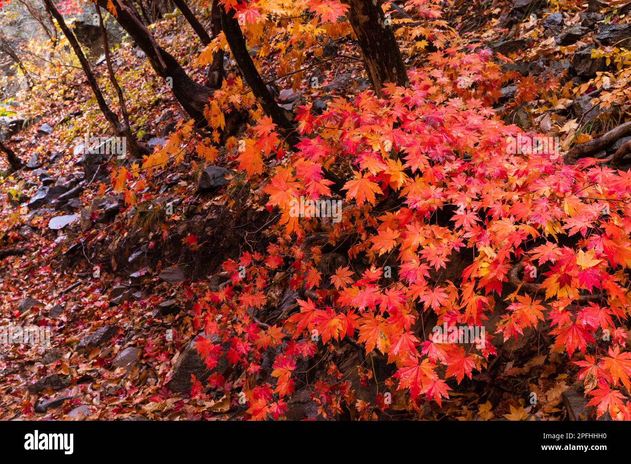Autumn landscape. Red maple leaves wet in the autumn rain. Juwangsan ...