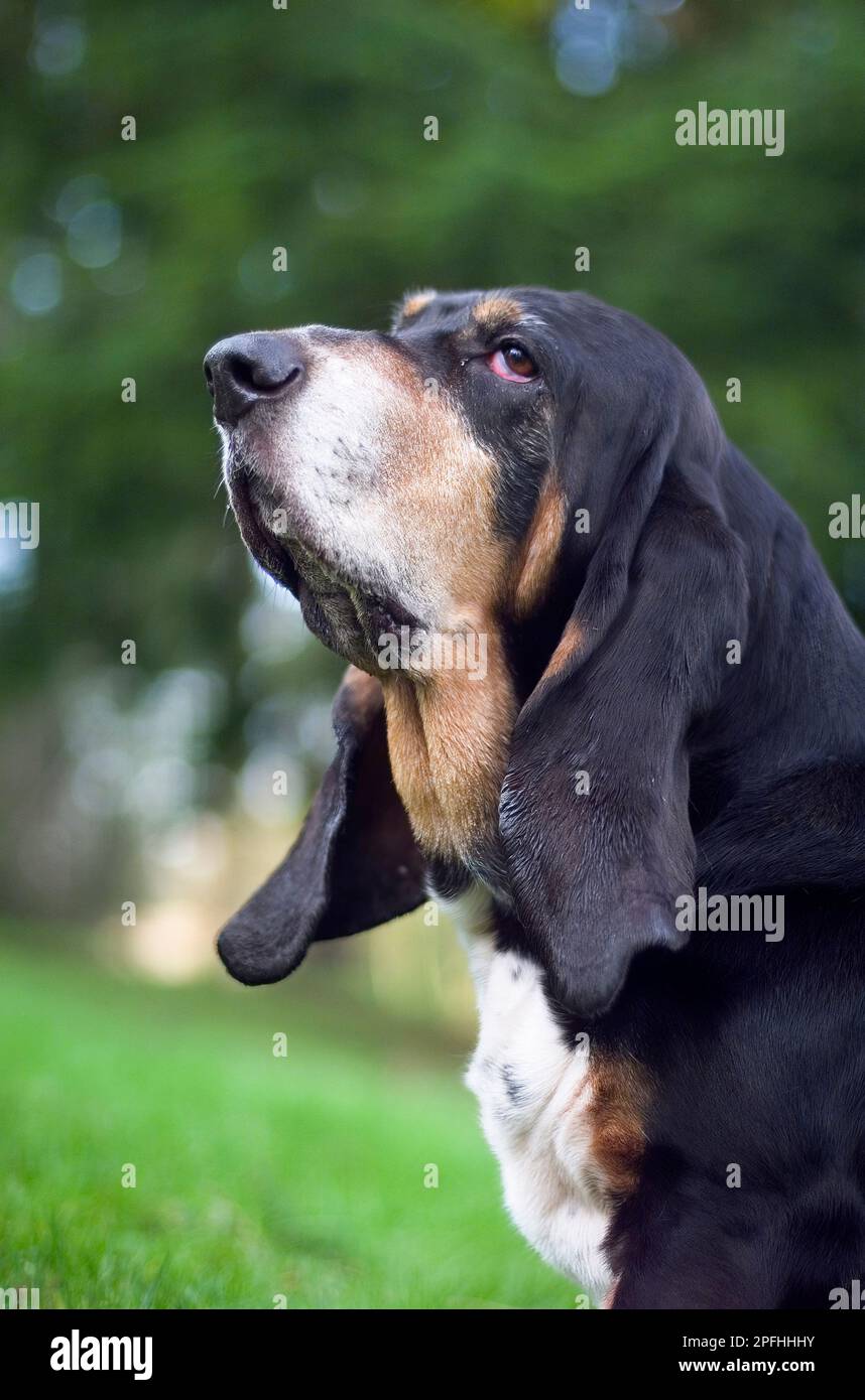 Head and shoulders portrait of a bloodhound sniffing the air Stock ...
