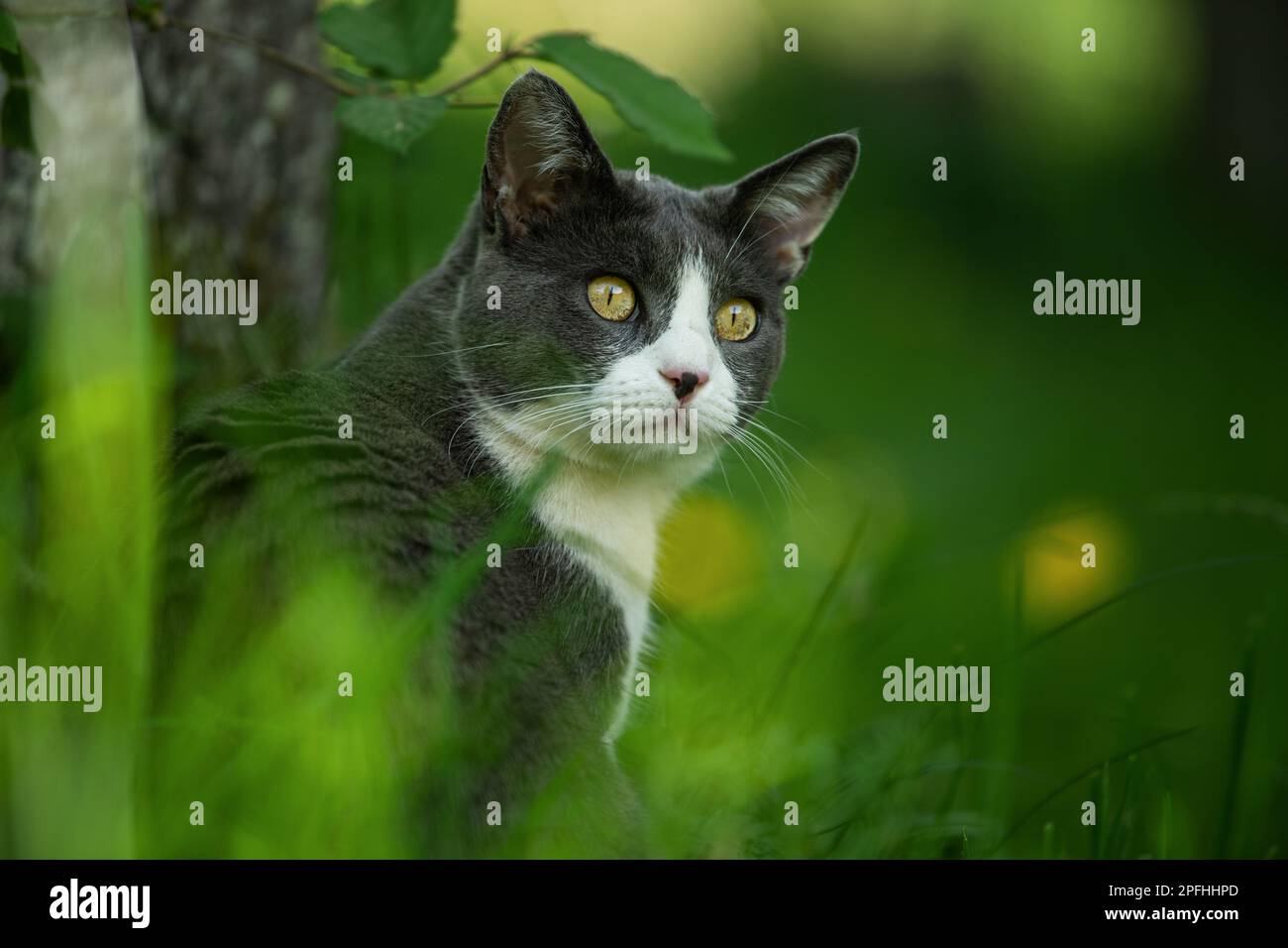 Adult domestic cat in a garden Stock Photo - Alamy