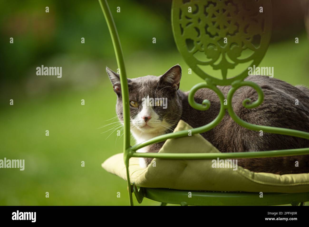 Adult domestic cat in a garden Stock Photo - Alamy