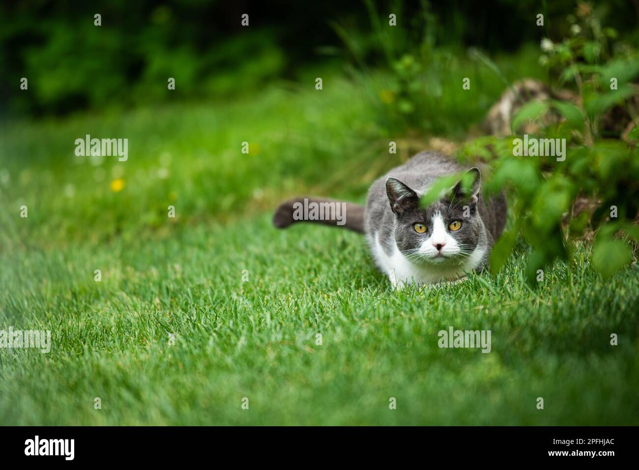 Adult domestic cat in a garden Stock Photo - Alamy