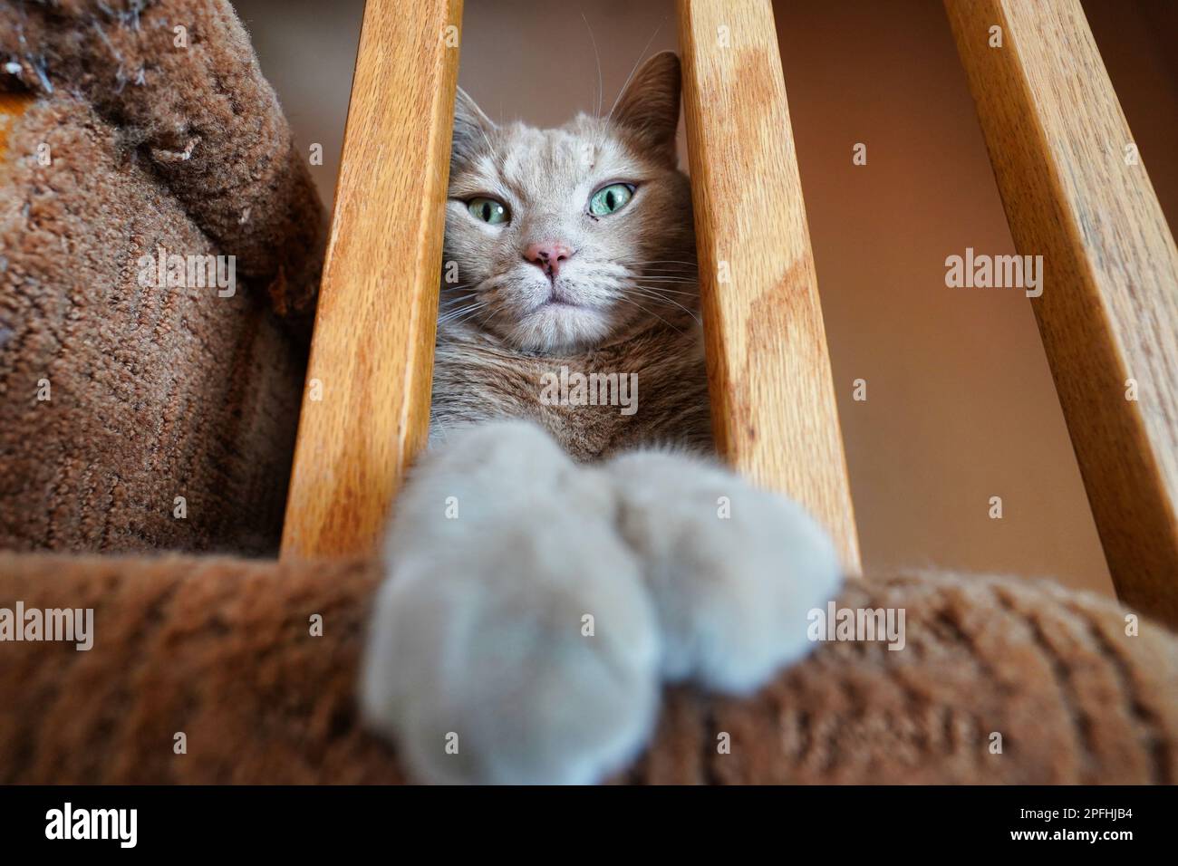 Tabby cat looking through stair bannister Stock Photo - Alamy