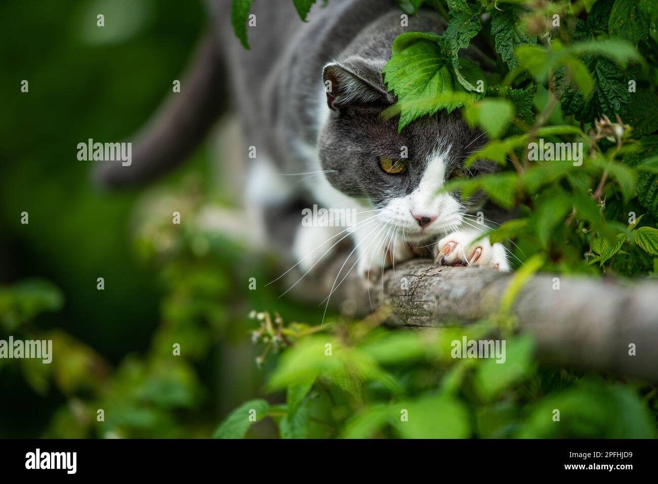 Sharpens claws hi-res stock photography and images - Alamy