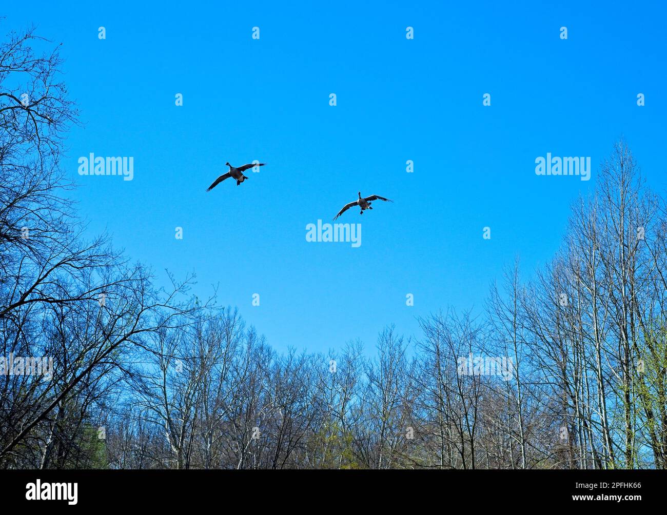 Two Canada geese flying over a Northeast Ohio woodland just beginning ...