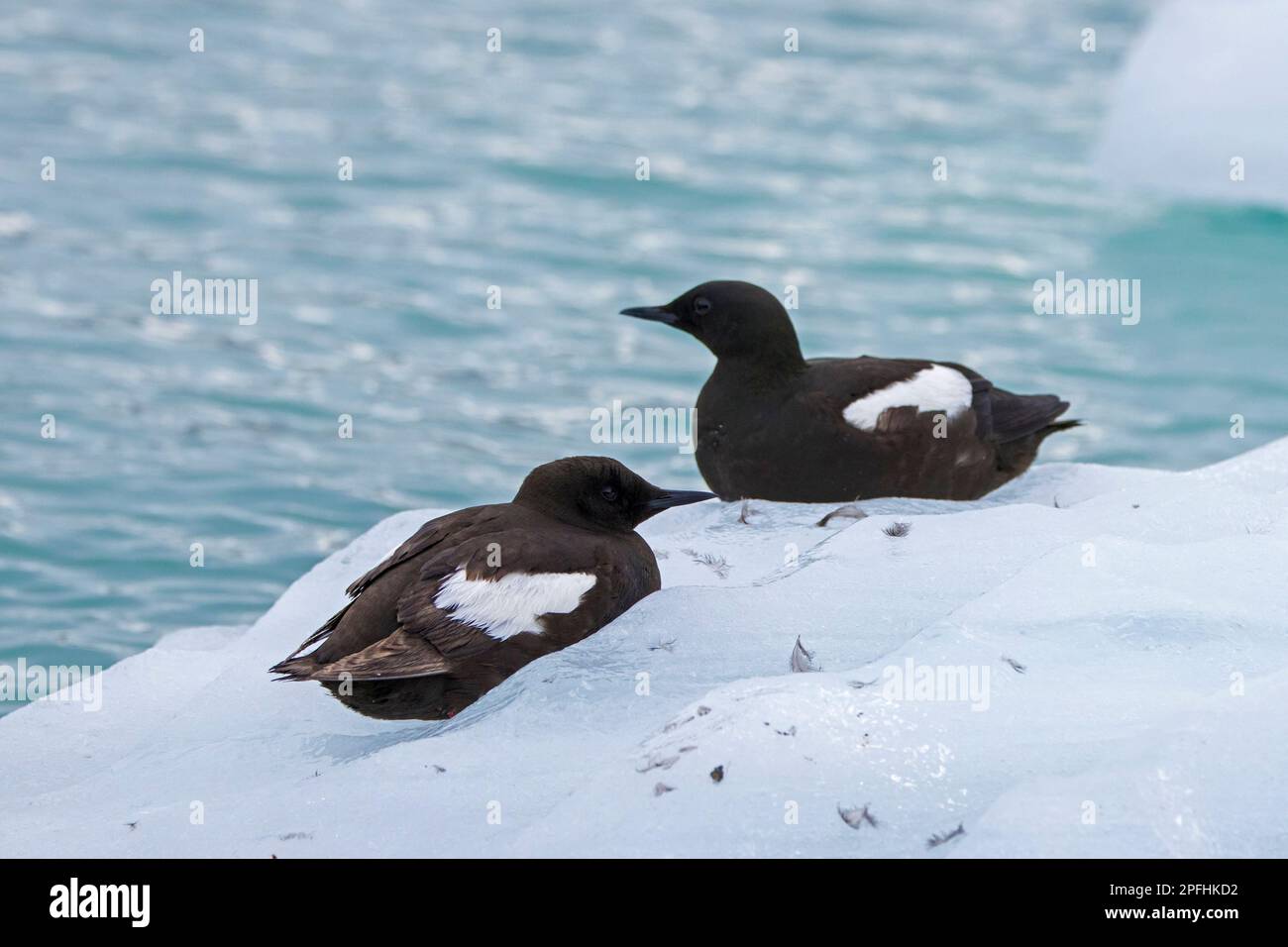 Two black guillemots / tysties (Cepphus grylle) resting on ice floe in ...
