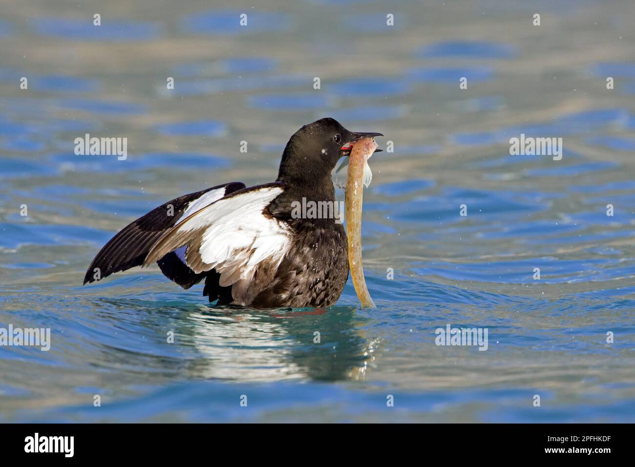 Black guillemot (Cepphus grylle) swimming in the Arctic Ocean with ...