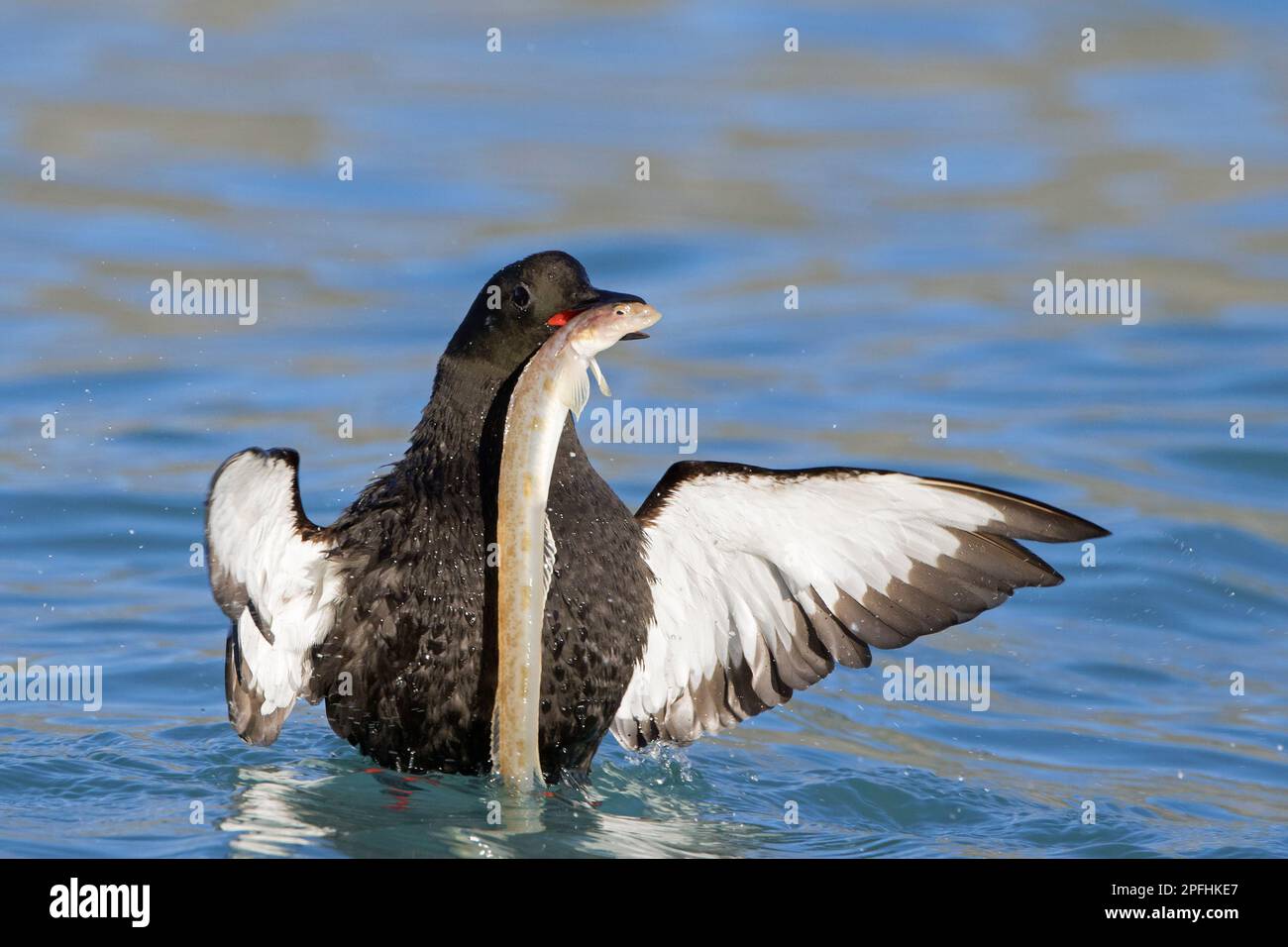 Black guillemot (Cepphus grylle) swimming in the Arctic Ocean with ...