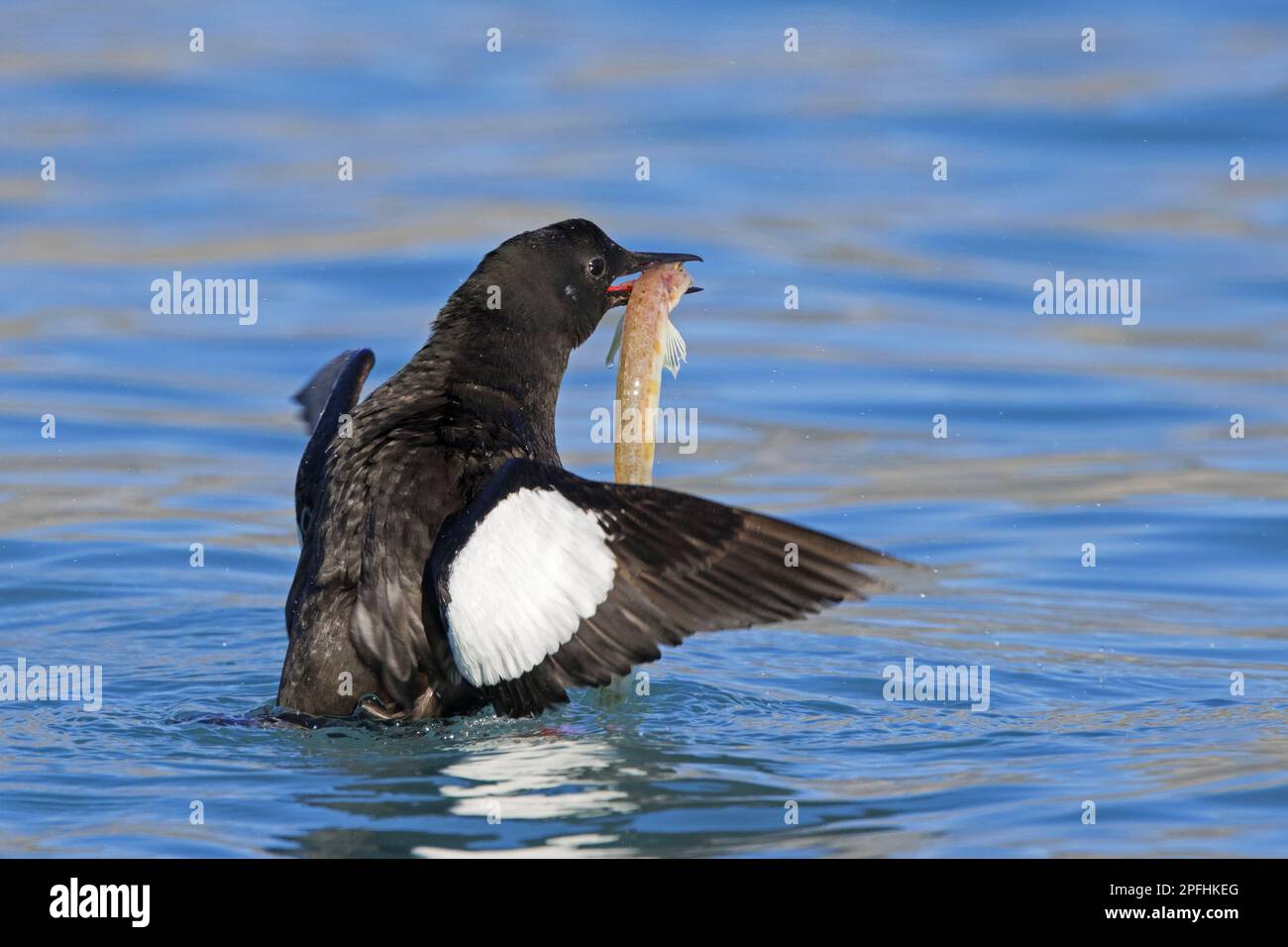 Black guillemot (Cepphus grylle) swimming in the Arctic Ocean with ...