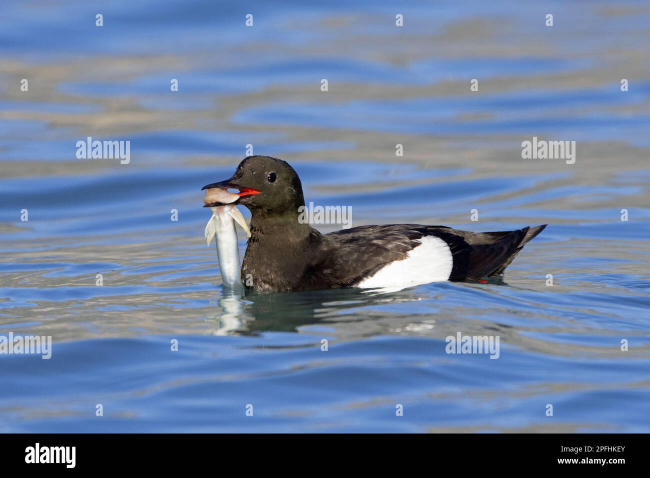 Black guillemot (Cepphus grylle) swimming in the Arctic Ocean with ...