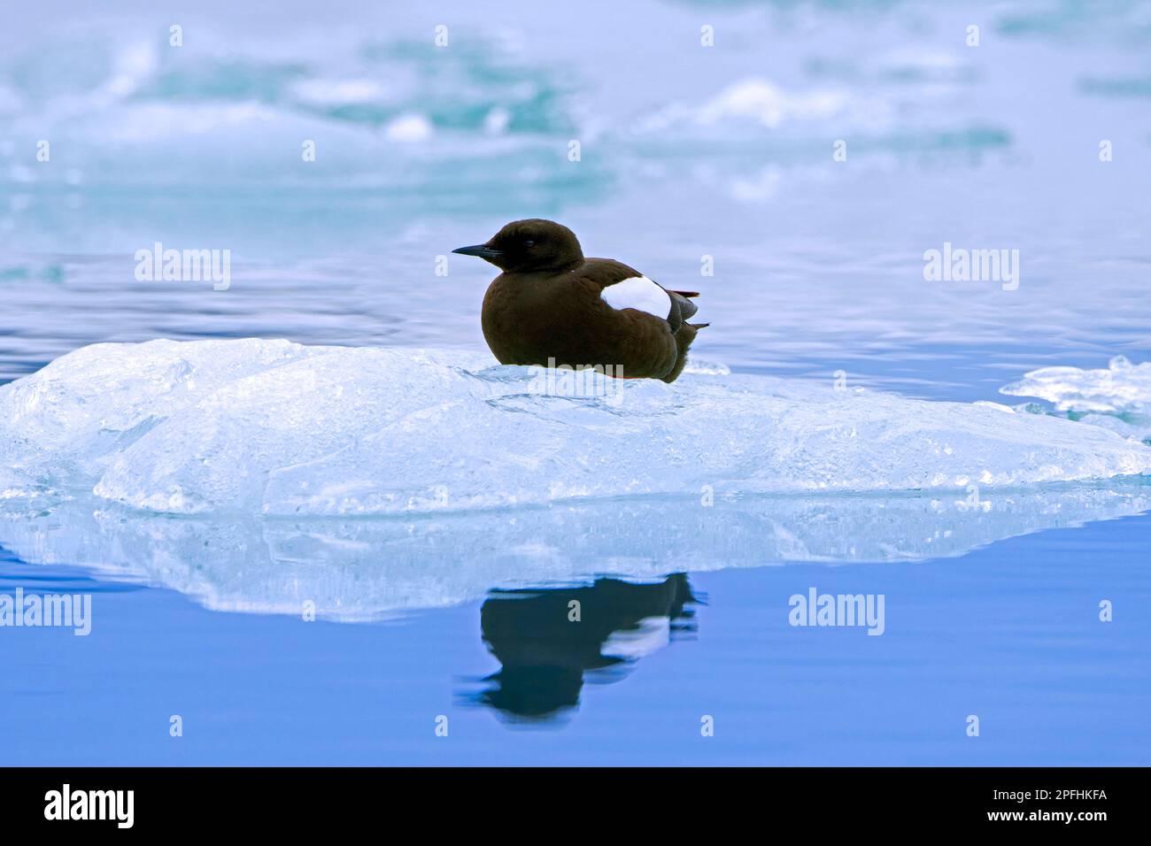 Black guillemot / tystie (Cepphus grylle) resting on ice floe in the ...