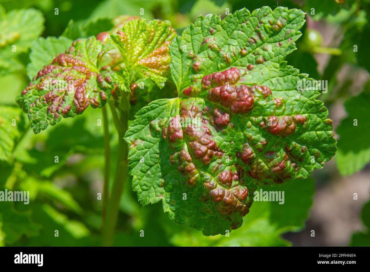 Aphids curled foliage, close up Leaf curled on cherry tree, Prunus sp ...