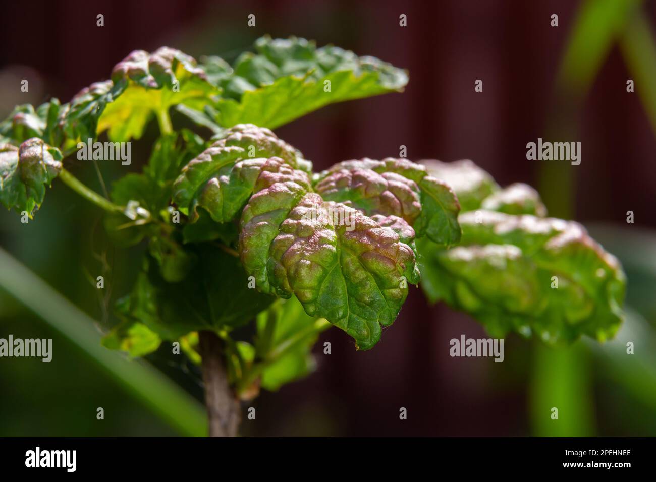 Branch of fruit tree with wrinkled leaves affected by black aphid ...