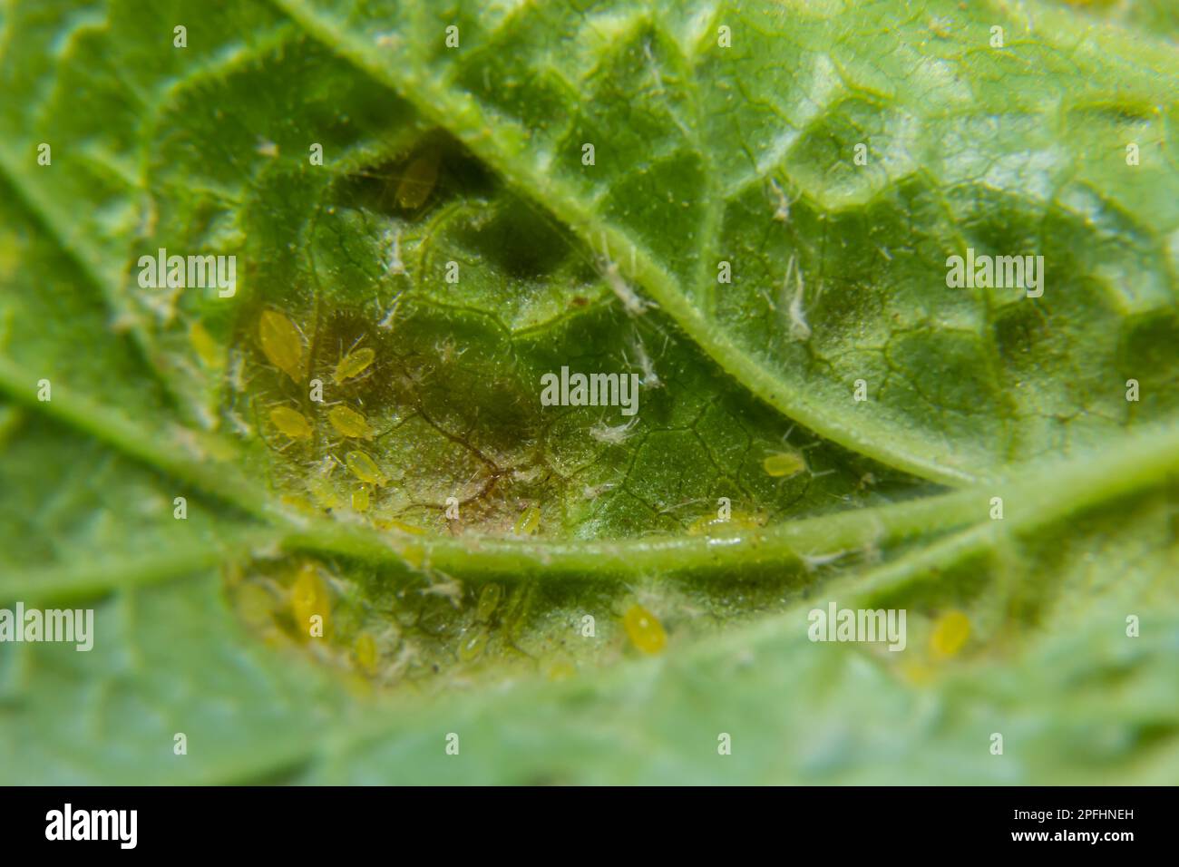 Aphids curled foliage, close up Leaf curled on cherry tree, Prunus sp ...
