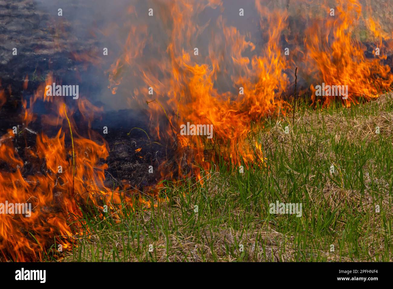 Burning old dry grass in garden. Flaming dry grass on a field. Forest ...