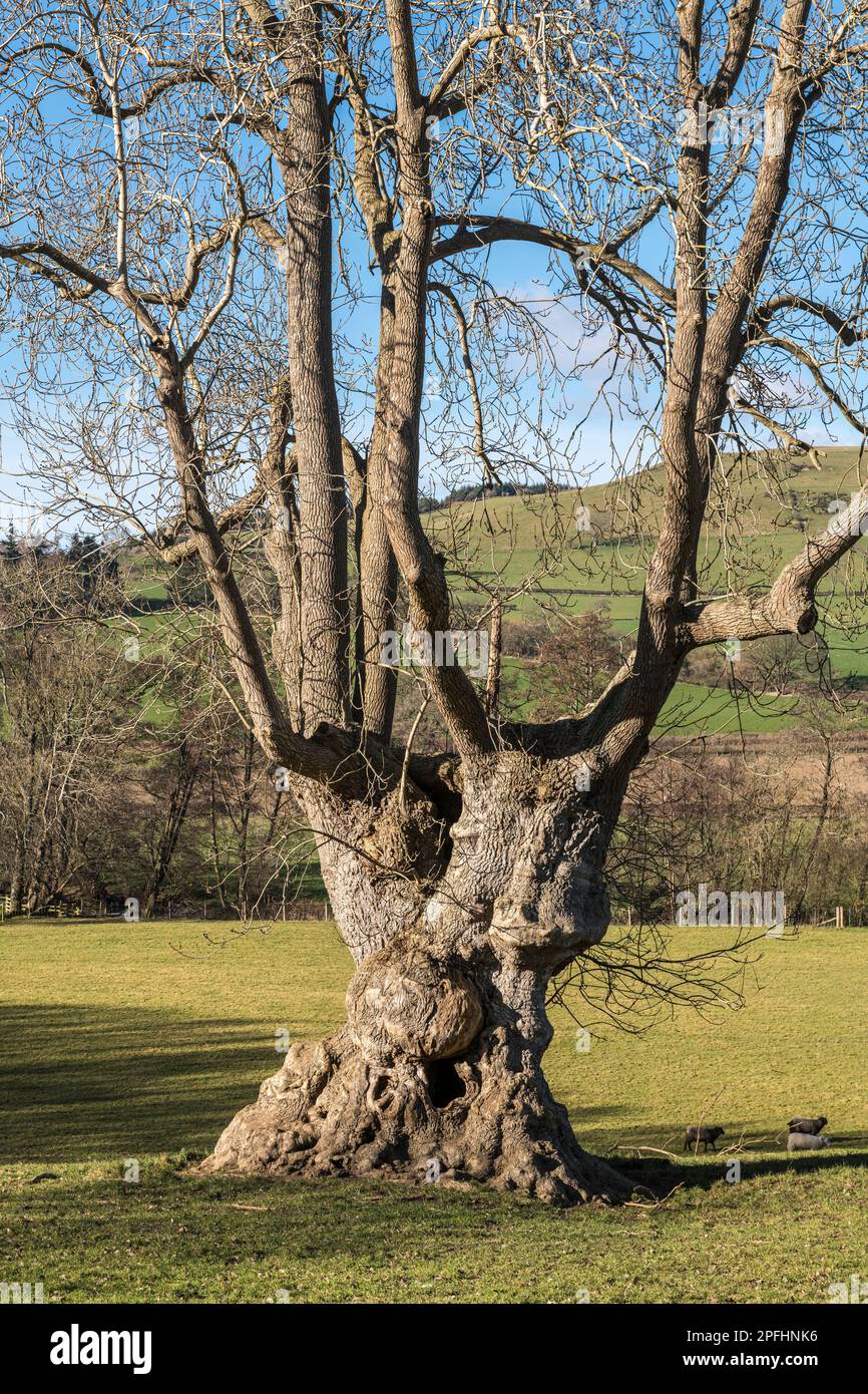 An old pollard ash tree (Fraxinus excelsior) near Presteigne, Powys, UK ...