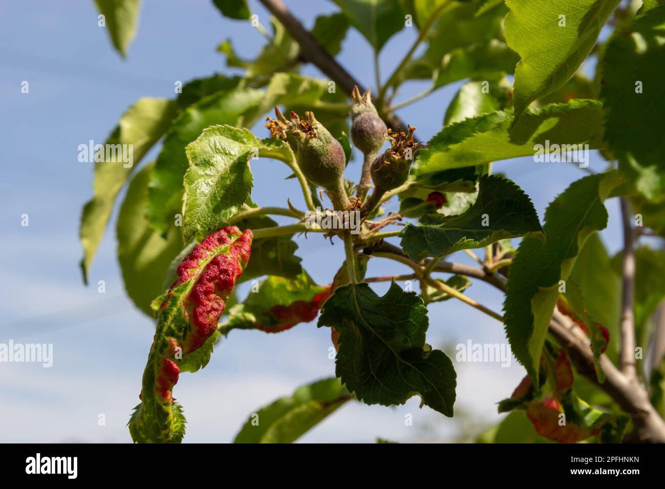 Aphids curled foliage, close up Leaf curled on cherry tree, Prunus sp ...