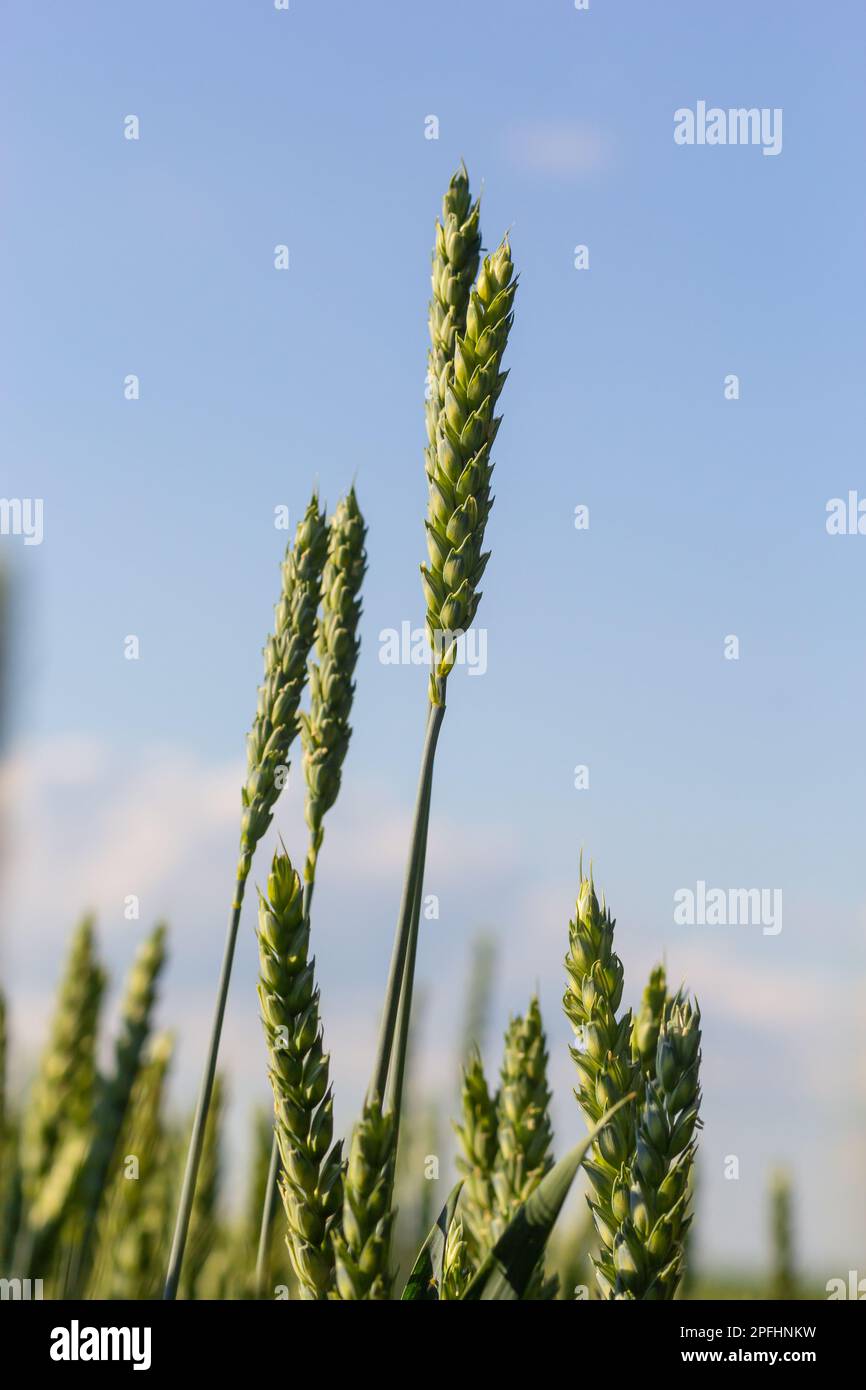 agricultural field where green rye grows, agriculture for obtaining ...