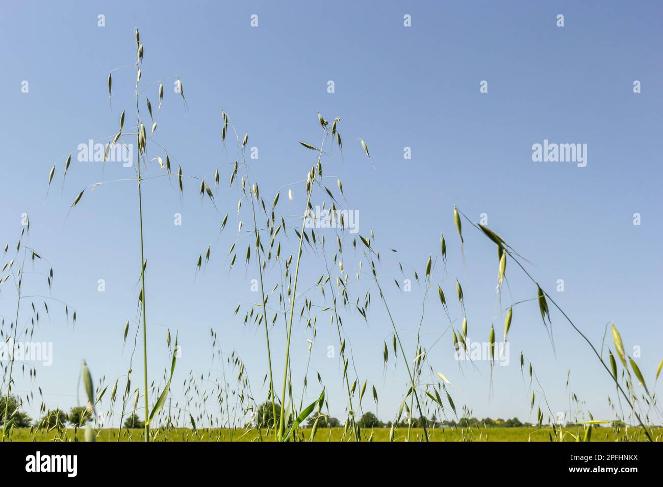 Field of young green Oats. Plantation of oats in the field - crop ...