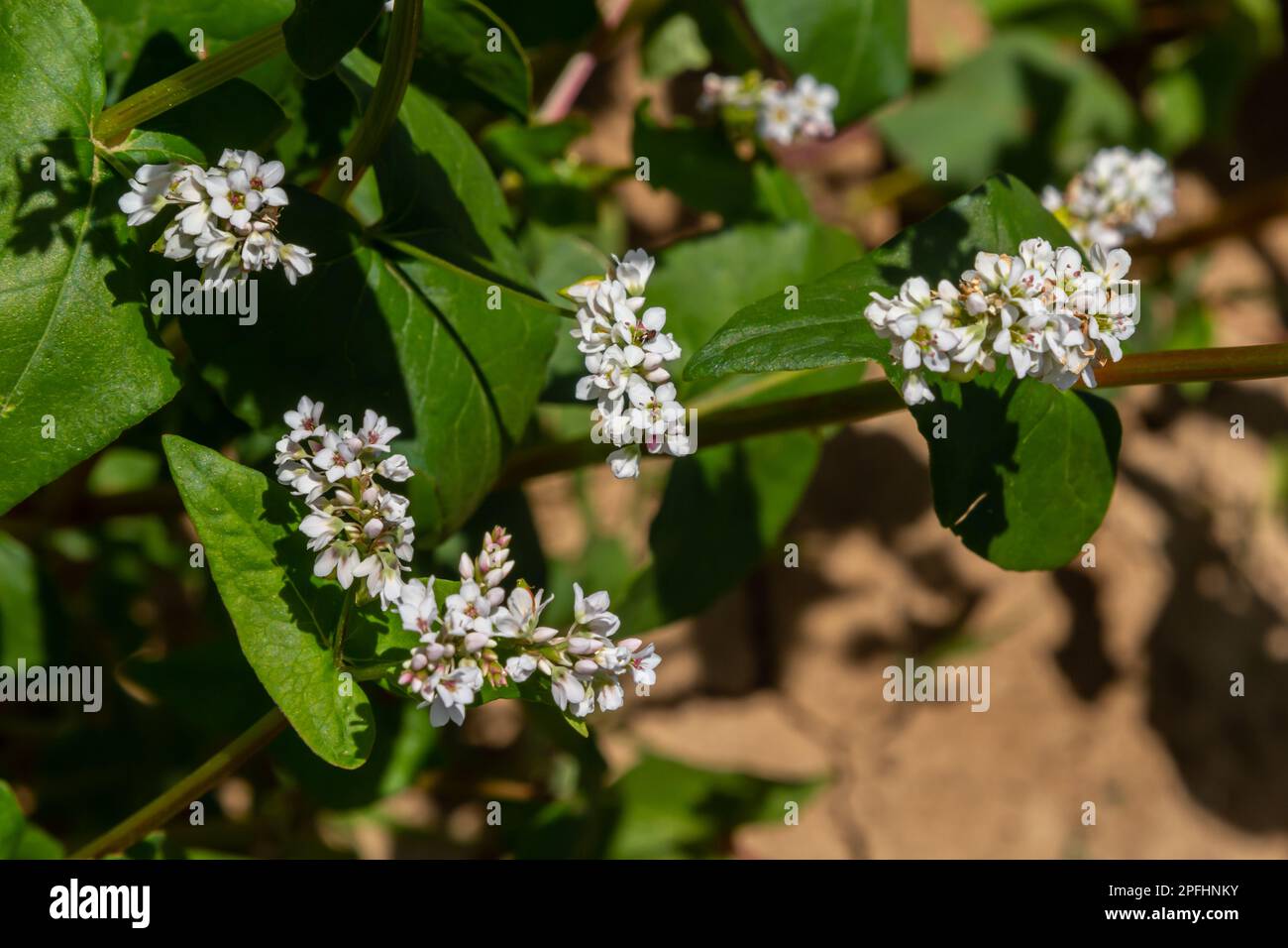 Field of buckwheat and close up of buckwheat plant. Buckwheat ...