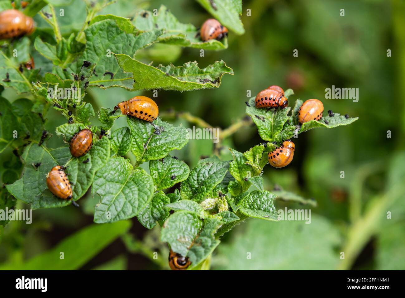 Colorado potato beetle - Leptinotarsa decemlineata on potato bushes ...