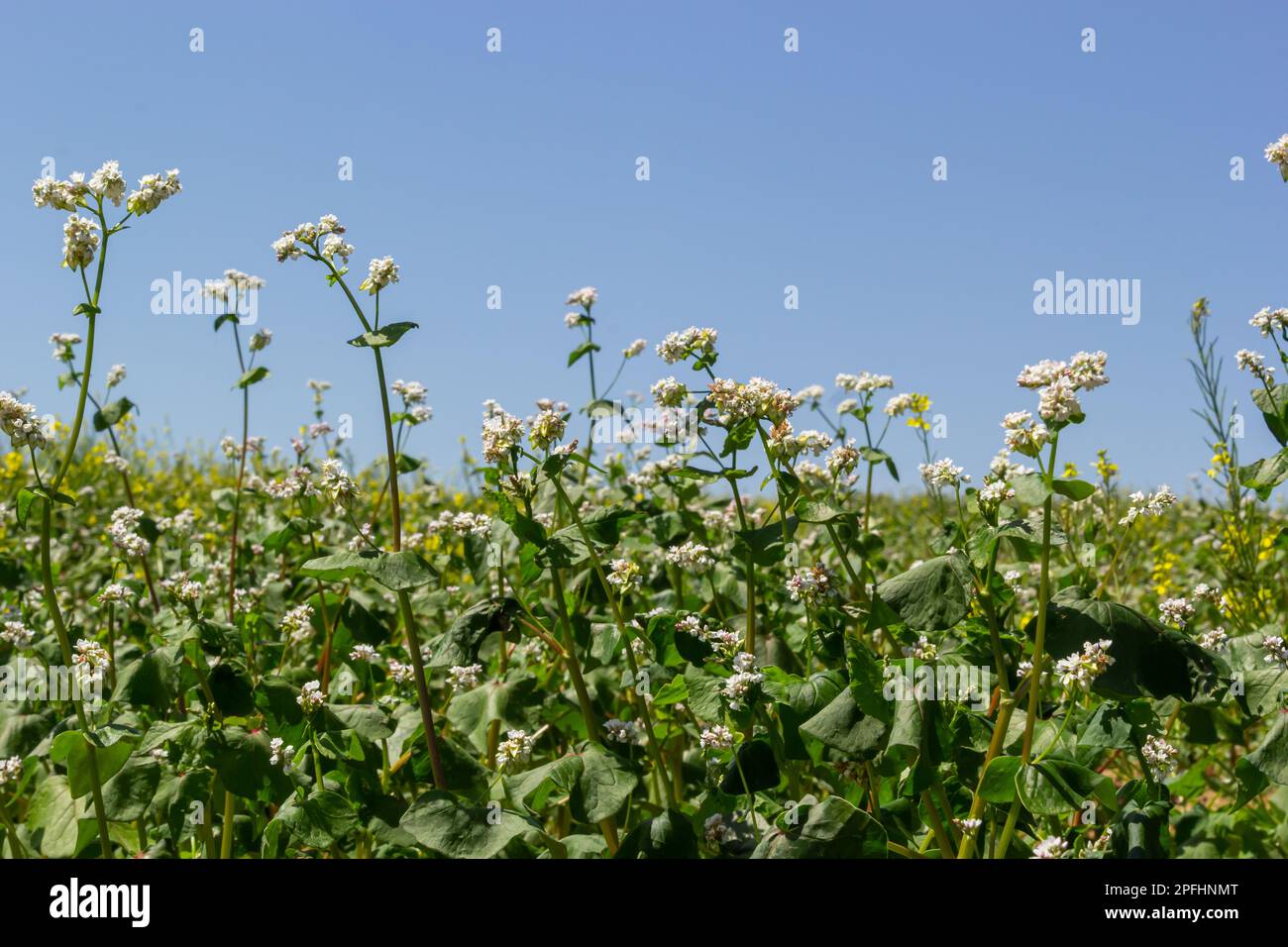 Field of buckwheat and close up of buckwheat plant. Buckwheat ...