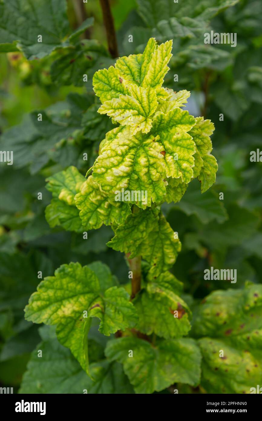 Gallic aphid on the leaves of red currant. The pest damages the currant ...
