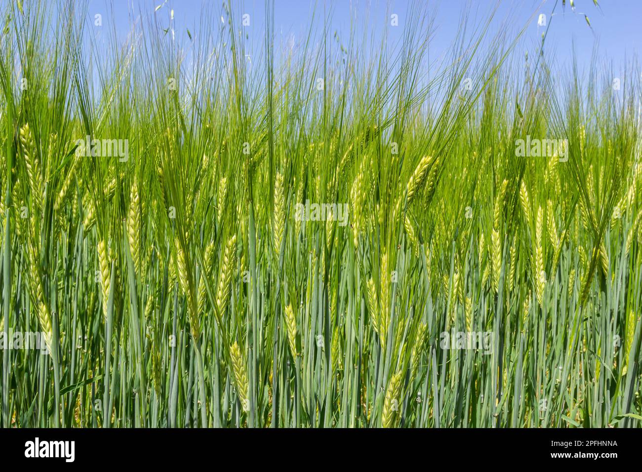 Early summer wheat crop blowing in the breeze .Traditional green wheat ...