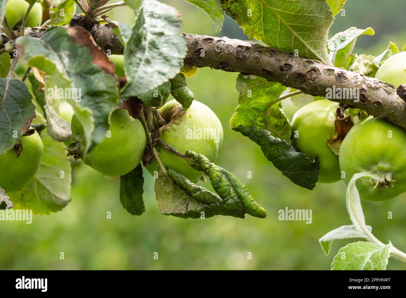 Leaves Curling On Apple Tree at Ella Kendall blog