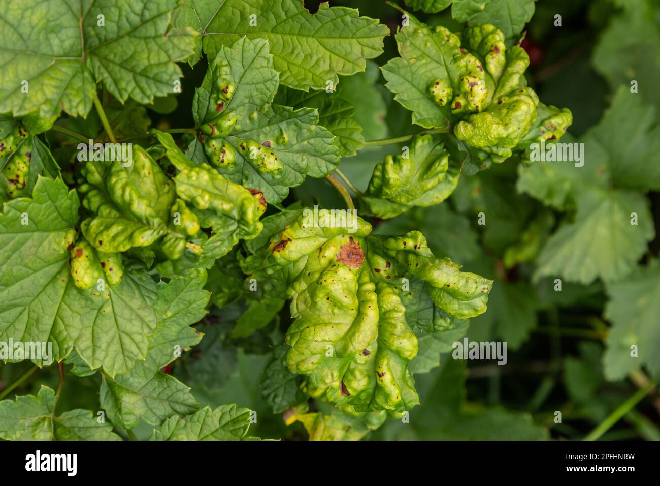 Gallic aphid on the leaves of red currant. The pest damages the currant ...