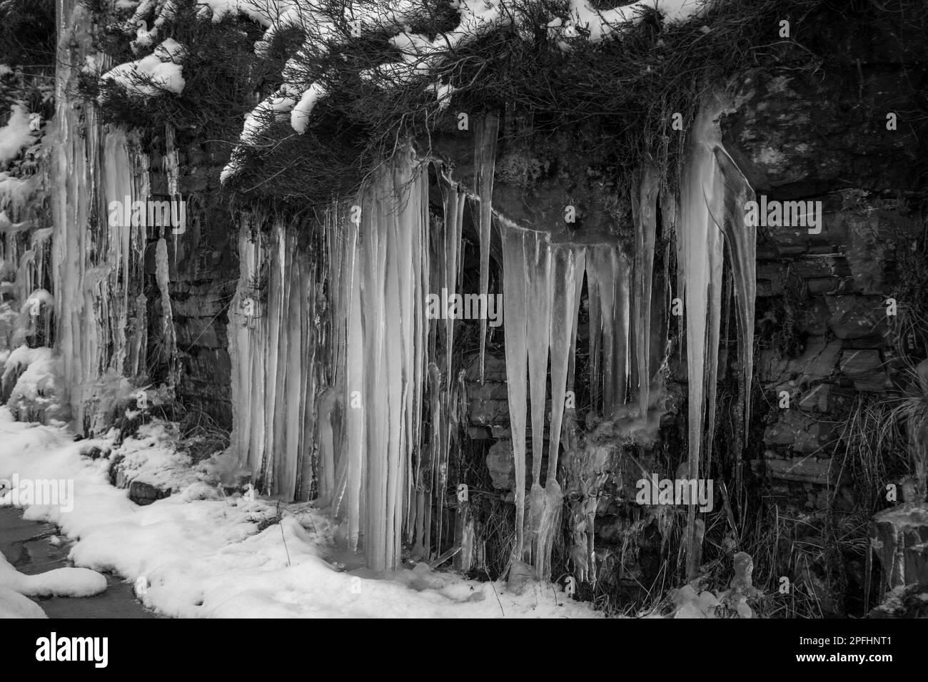 The Icicles hanging from the bared trees in the winter forest Stock ...