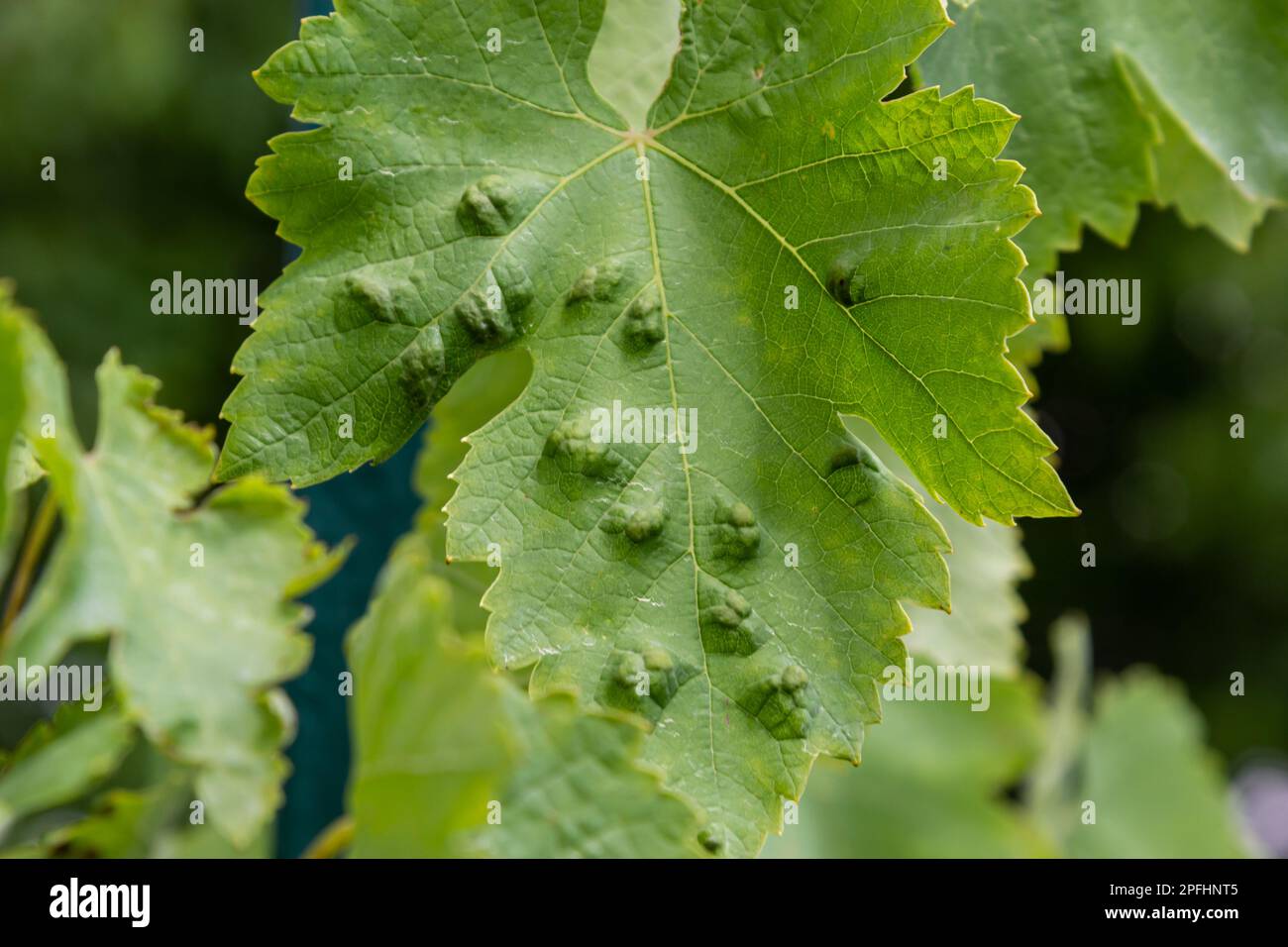 Grapevine leaves with Erinosis, a disease of the mite Colomerus vitis ...