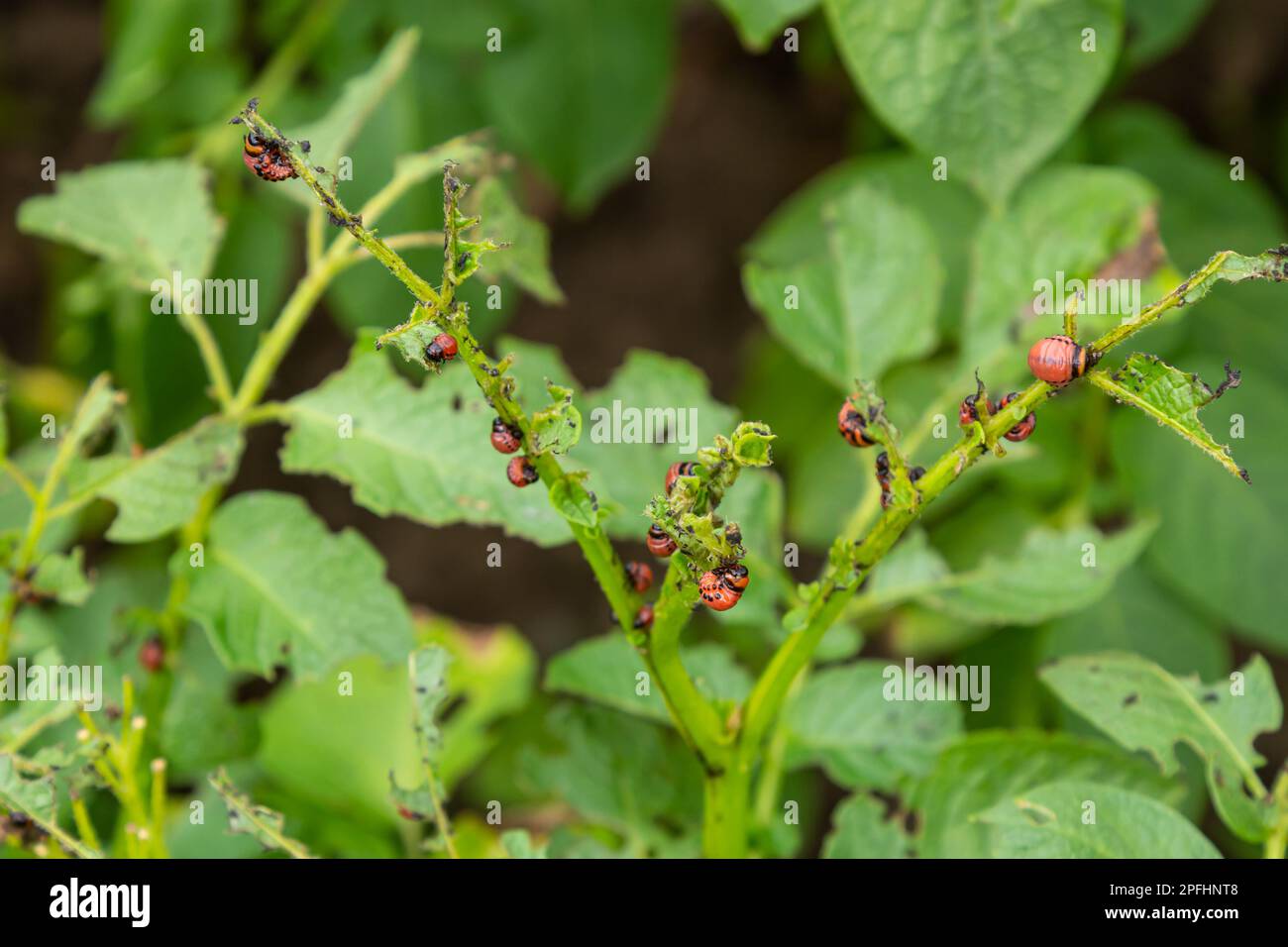 Colorado potato beetle - Leptinotarsa decemlineata on potato bushes ...