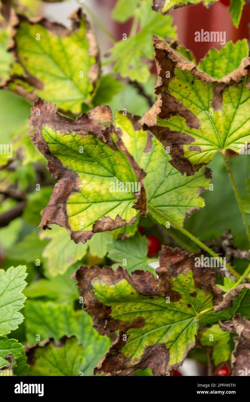 Gallic aphid on the leaves of red currant. The pest damages the currant ...