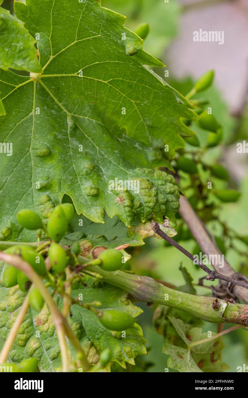 Grapevine leaves with Erinosis, a disease of the mite Colomerus vitis ...