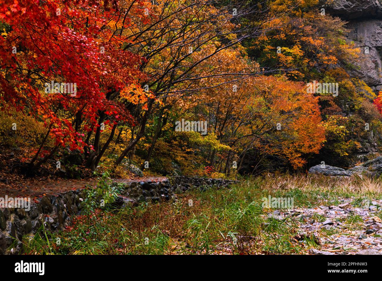 Autumn, rainy mountain and forest landscape. Colorful maple trees wet with rain. Juwangsan ...