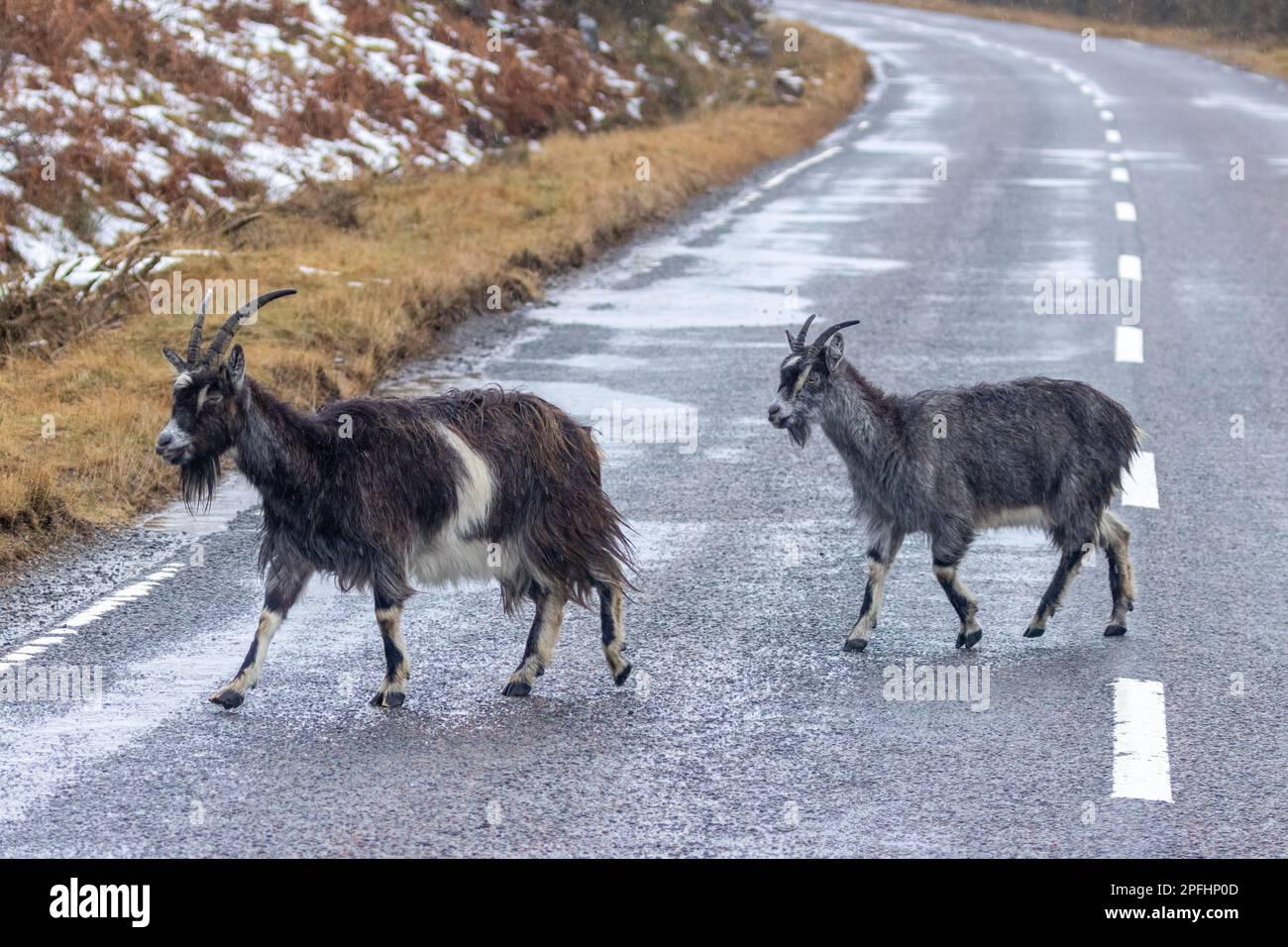 The two goats cross a road while standing next to each other Stock ...